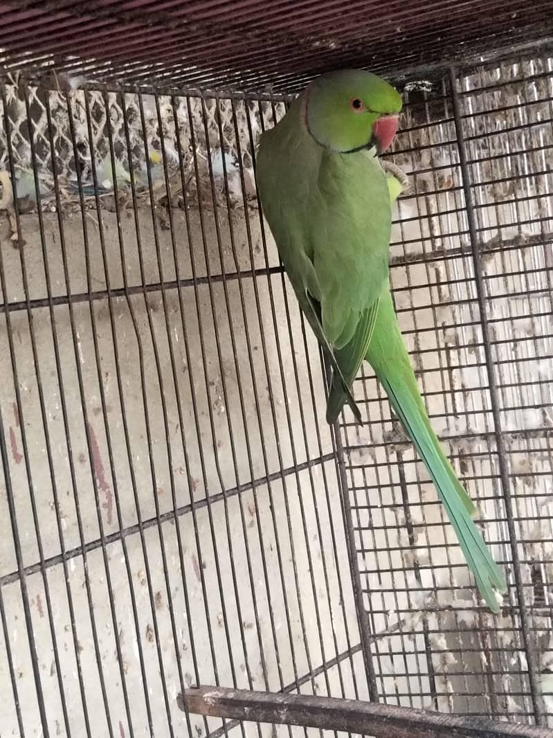 ringneck breader and patha available hand tamed patha - Parrots ...