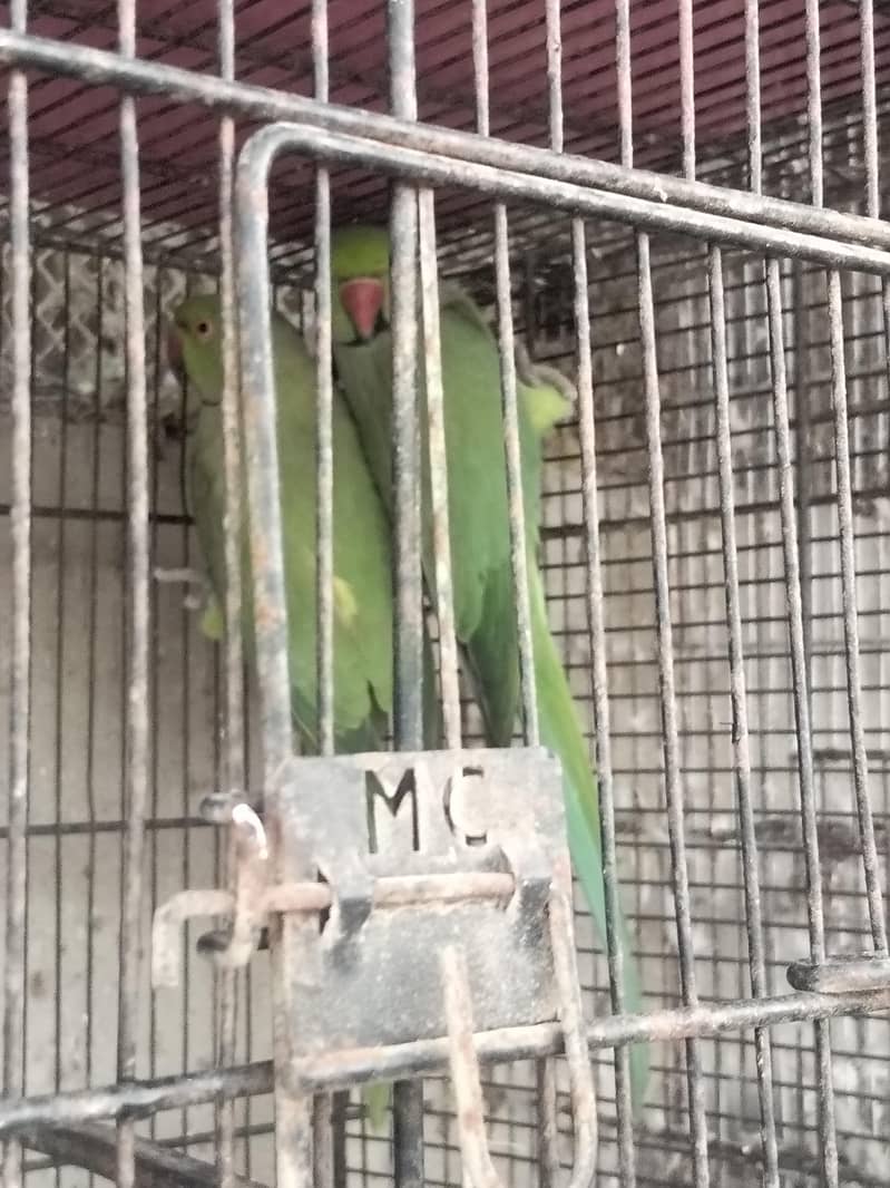 ringneck breader and patha available hand tamed patha - Parrots ...